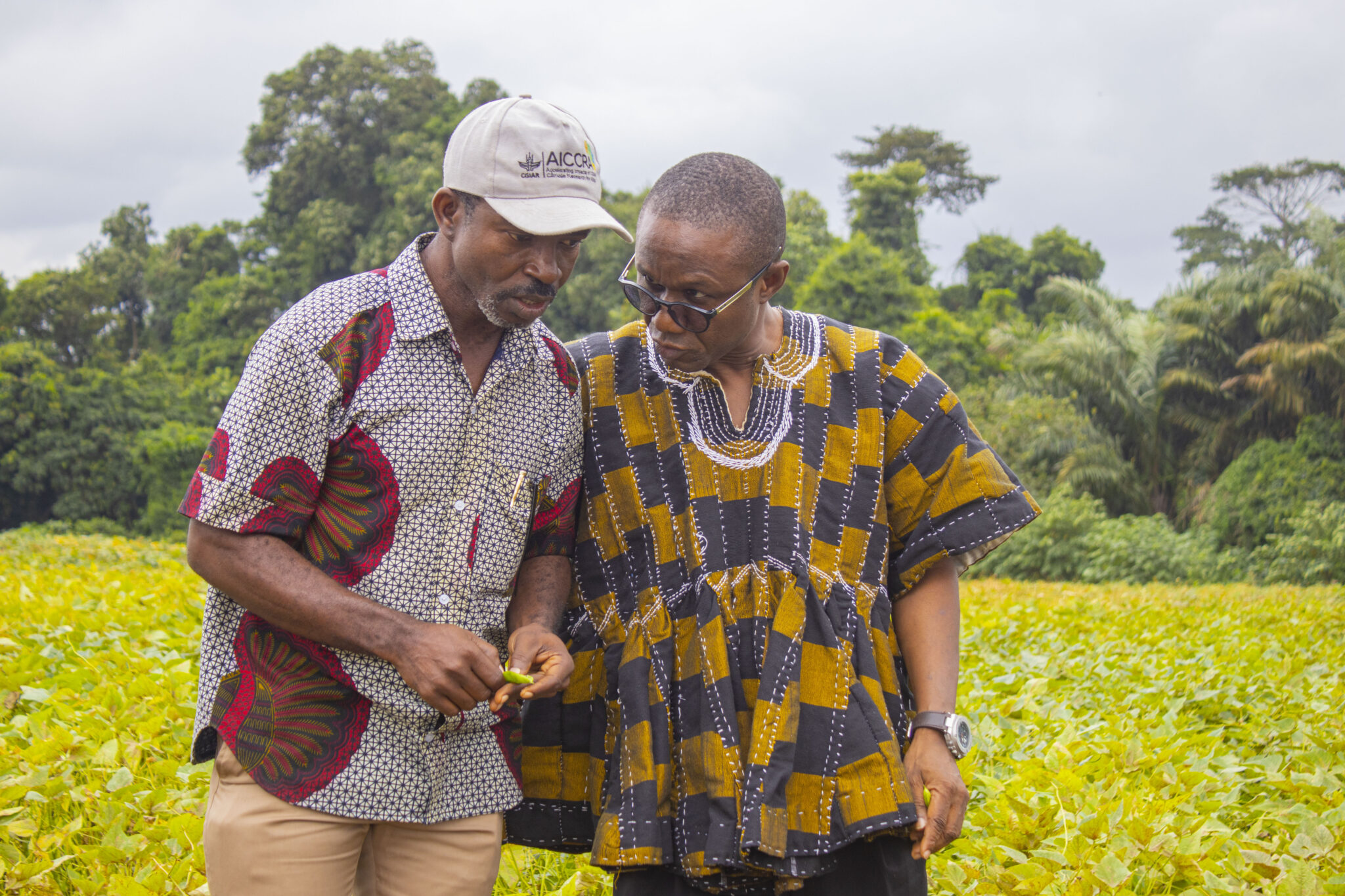 CSIR - Crops Research Institute Releases Drought-Tolerant and Nutrient ...